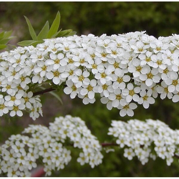 Lanksva pilkoji „Grefsheim“ (lot. Spiraea x cinerea „Grefsheim ...