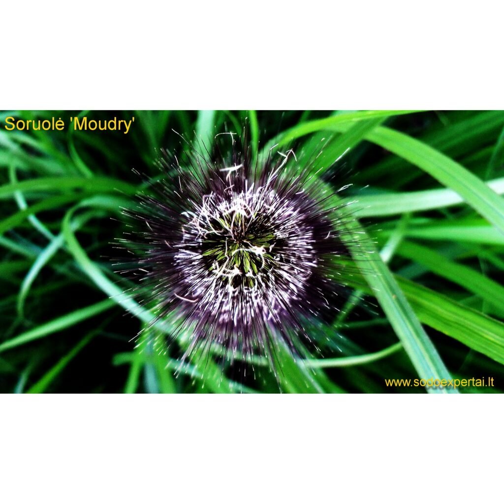 Soruolė „Moudry“ (lot. Pennisetum alopecuroides „Moudry“) internetu ...